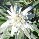 Flower Types – The Edelweiss Flower