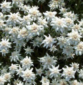 Flower Types – The Edelweiss Flower